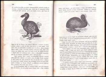 📙 Divy prasvěta : prostonárodní vypsání dějin stvoření a prvotného ...