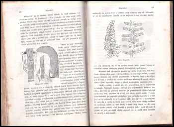 📙 Divy prasvěta : prostonárodní vypsání dějin stvoření a prvotného ...